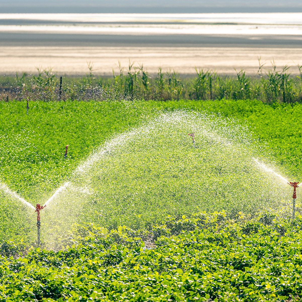 Acqua, una risorsa fondamentale